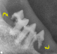 Providence Veterinary Hospital: Digital Dental X-Rays For Pets
