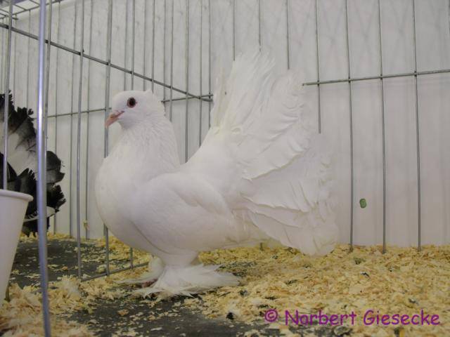 Mindian Fantail ( Mini İndian Fantail ) - Pigeons fall