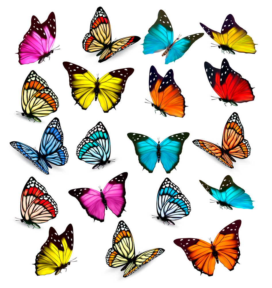 The stages of butterfly development - animals monde