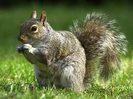Squirrels Animal Facts And Pictures | All Wildlife Photographs