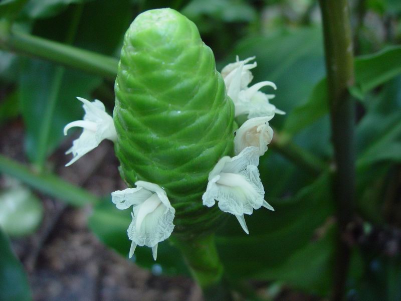 PLANT FAMILIES OF PUERTO RICO AND FLORIDA PAPO VIVES: ZINGIBERACEAE ...