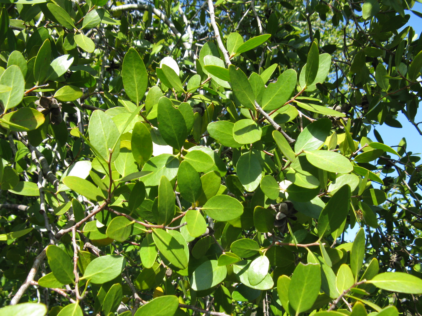 Trees of Santa Cruz County: Quillaja saponaria - Soapbark Tree