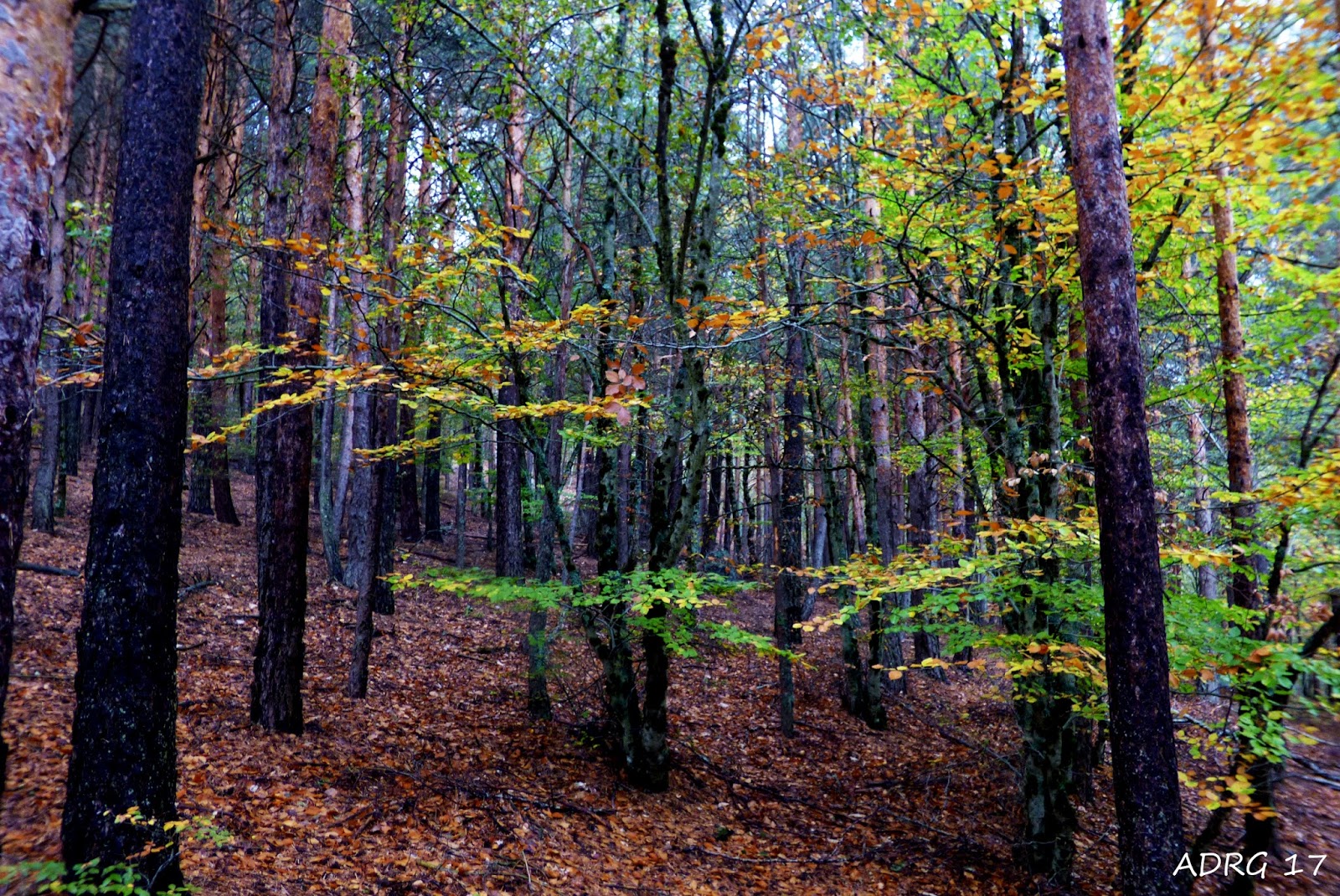 UN AMBIENTALISTA: Ruta: por el Hayedo de la Tejera Negra - II