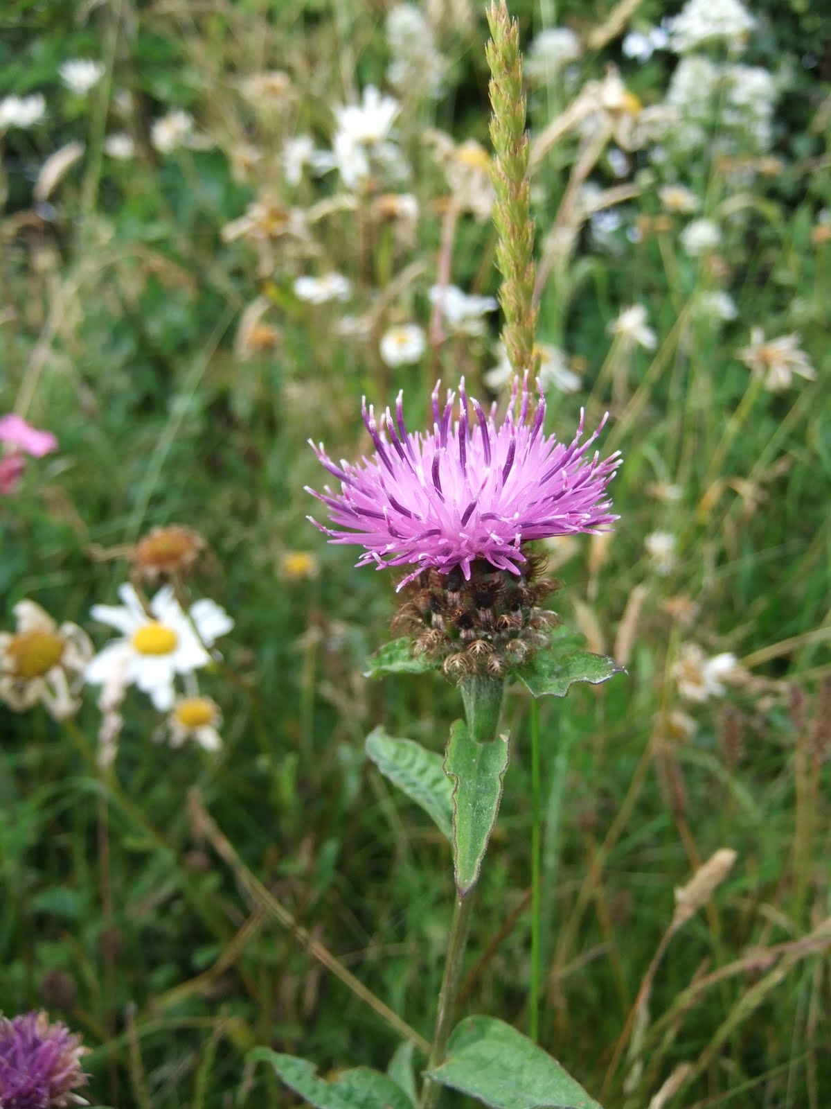 Anglesey Wild Flower Meadow: More new additions for July