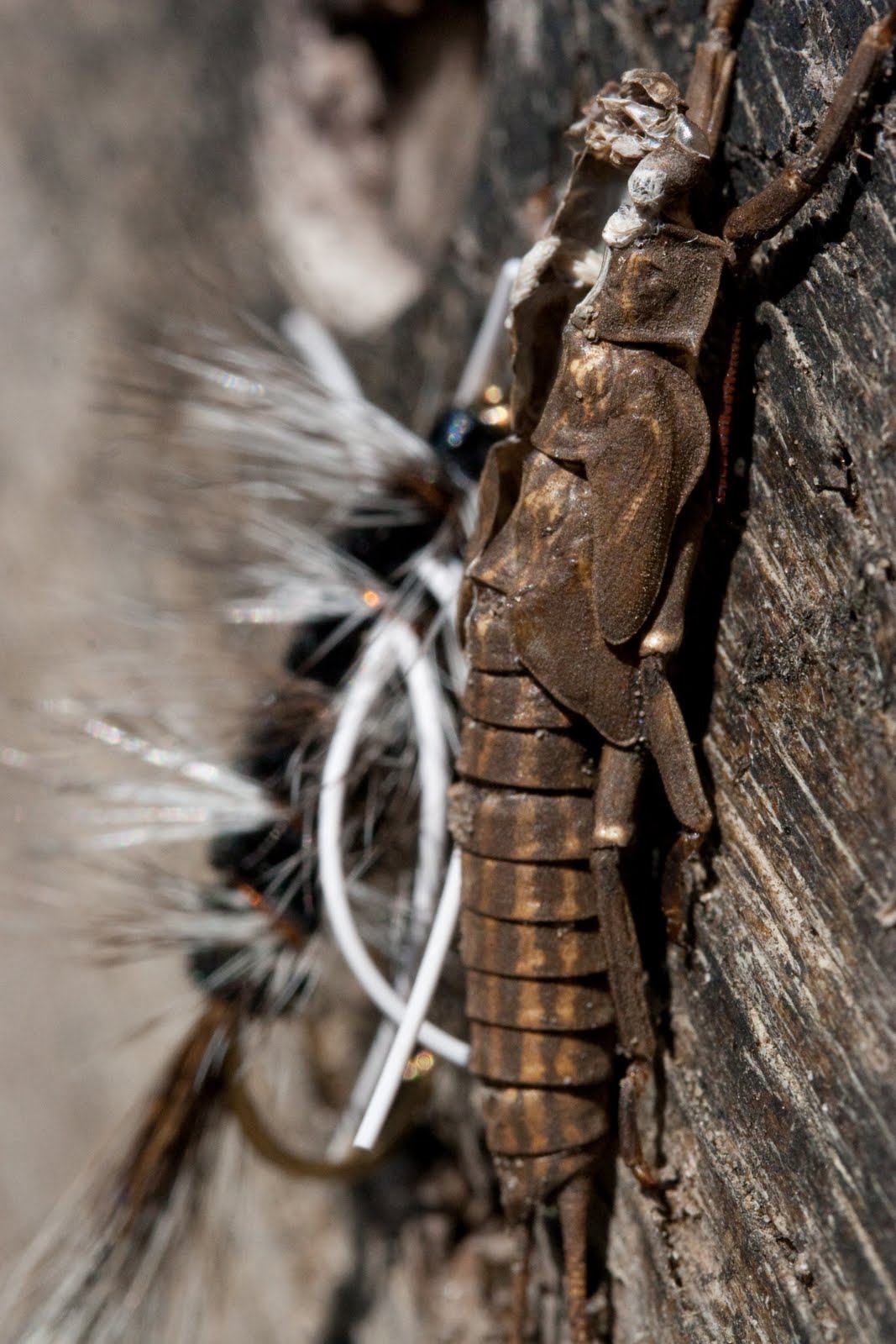 Stoneflies and Michigan Trout - Northern Michigan | Guide Service ...