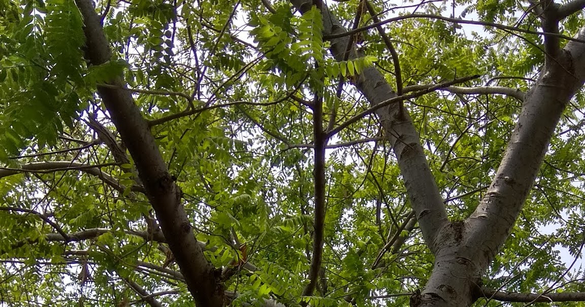Chucumpún (Cyrtocarpa procera) flora de Tierra Caliente ~ Tierra ...