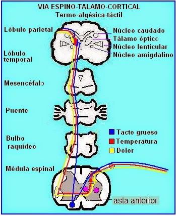 CLASES DE MEDICINA: NEUROLOGIA 1