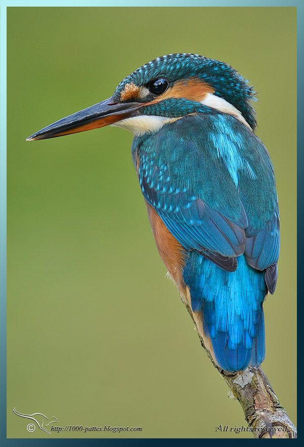 WILDLIFE GATEWAY: Martin pêcheur