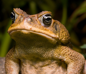 Science Put Simply: Cane Toads and Invasive Species