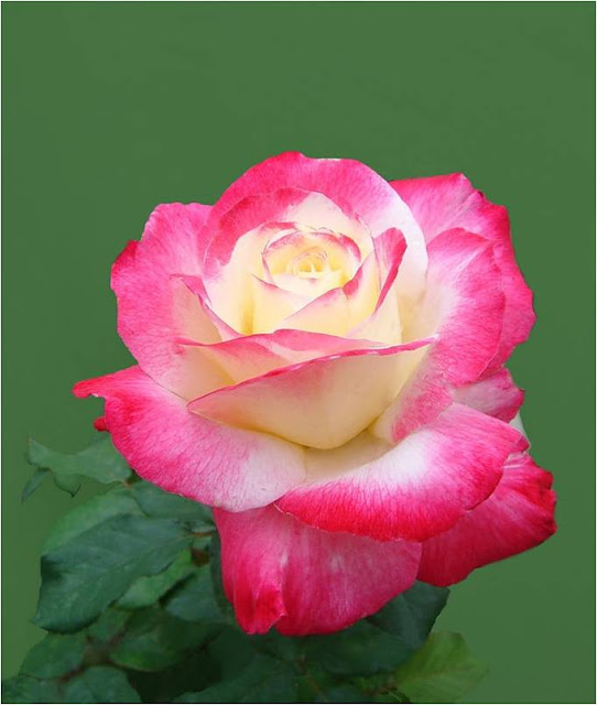 AMARNA IMAGENS: FLÔRES