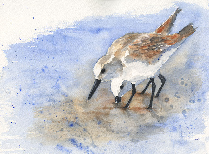 Red and the Peanut: Paintings of Sanderlings
