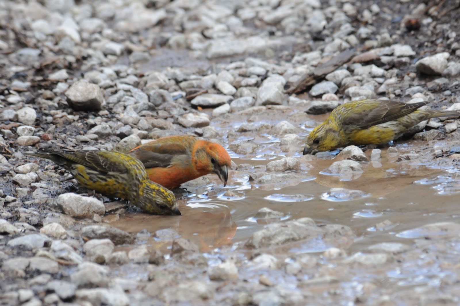 Staffordshire Bird News: July 2012