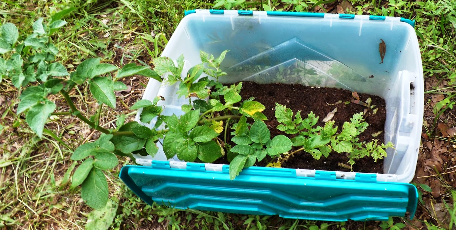 A year in the life of a small family farm in America: Good afternoon ...