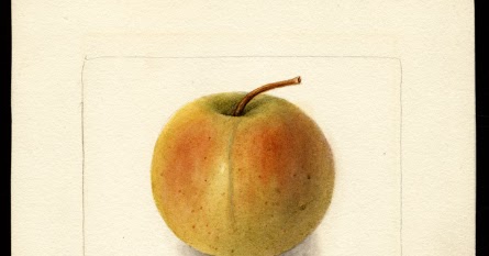 Researching Food History : Apple Tansey