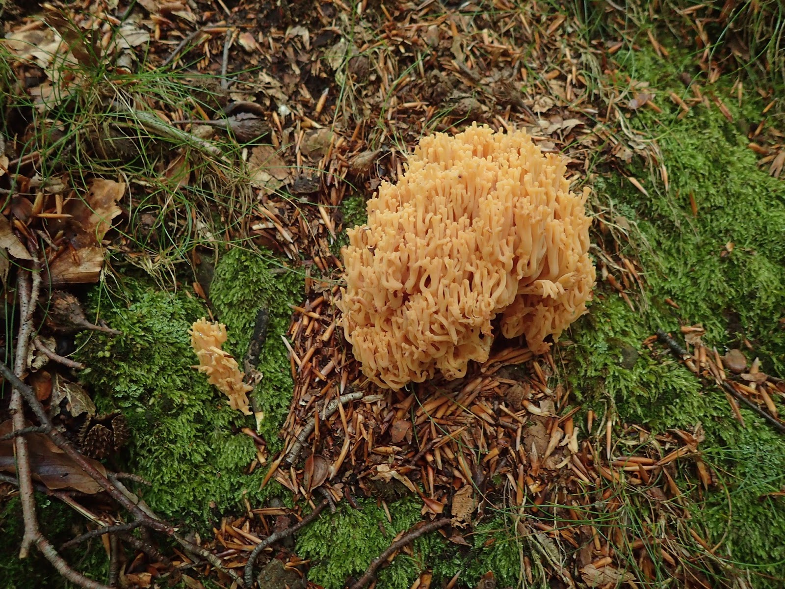 Från Sandbys horisont: Intressanta och märkliga svampar