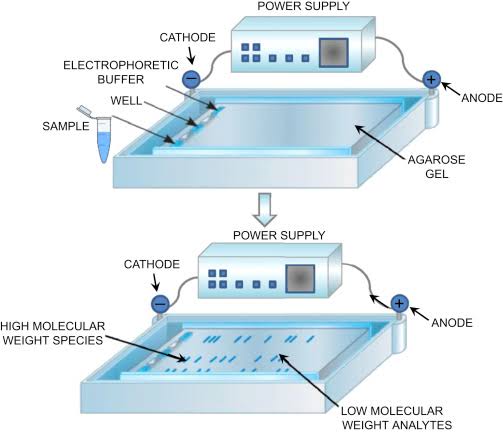6 TOOLS OF GENETIC ENGINEERING Biotechnology