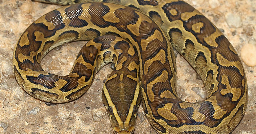 ENCICLOPEDIA DE ANIMALES MUNDIAL: PITÓN DE SEBA (Python sebae)