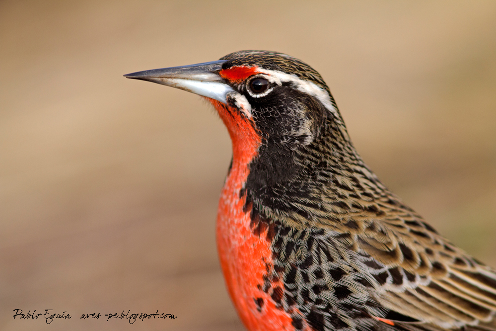 mis fotos de aves: Leistes loyca Loica Long-tailed Meadowlark