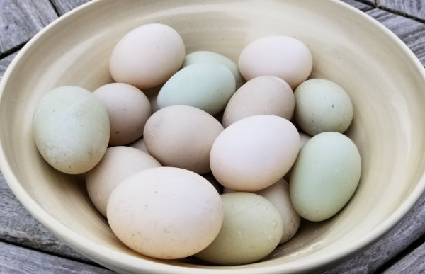 What Color Eggs Do Ducks Lay? - Fresh Eggs Daily® with Lisa Steele