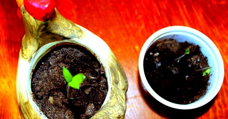 Päivin Oma Plogi : Itämisuutisia osa 1