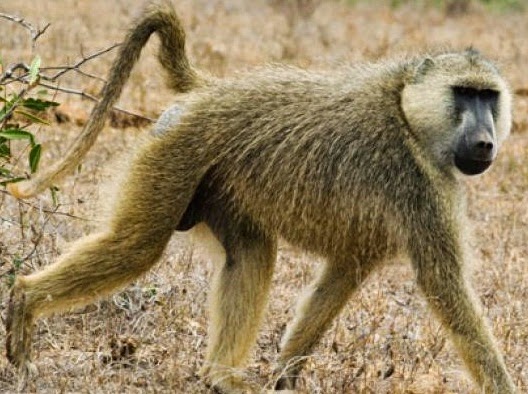 Baboon Conservation Status and Life Today - ANIMAL LOVERS