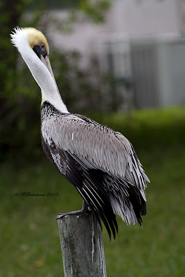 Ann Brokelman Photography: Brown Pelican - Adult Florida Jan 2013