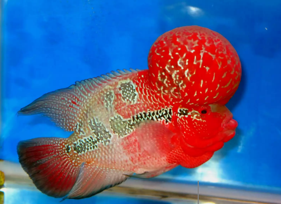 Segala Sesuatu Tentang Ikan : Tahukah Anda ? Jenis Ikan Louhan Termahal ...