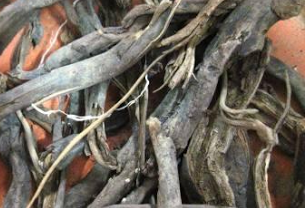 6 Khasiat Akar Pohon Aren Untuk Kesehatan | Khasiat