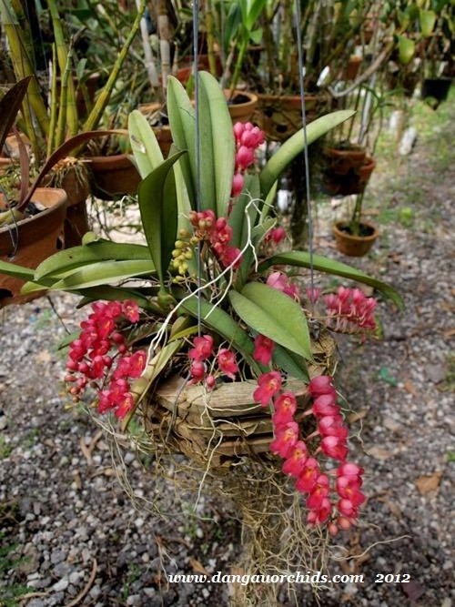 Orchids de Dangau: Rodridenia Woon Leng 'Red Gems'