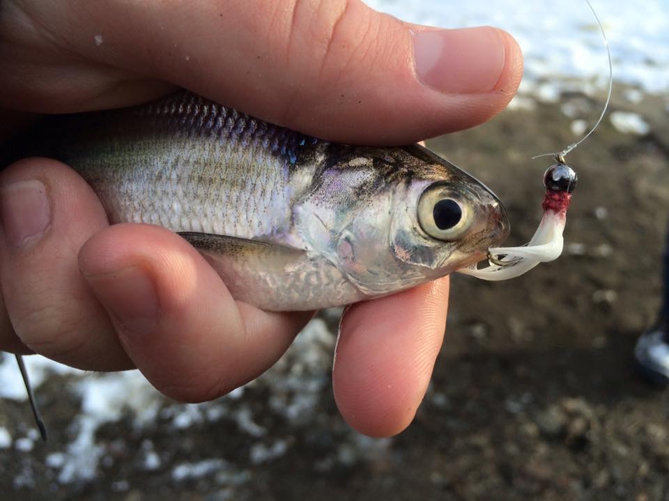 Virginia Tech Ichthyology Class : Clupeids From Freshwaters of Virginia ...