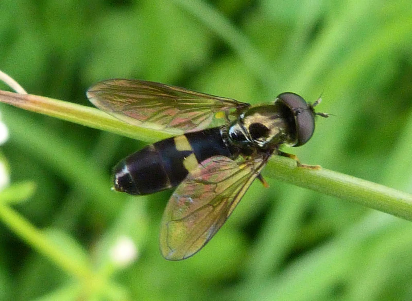 Insects of Scotland: Hoverflies