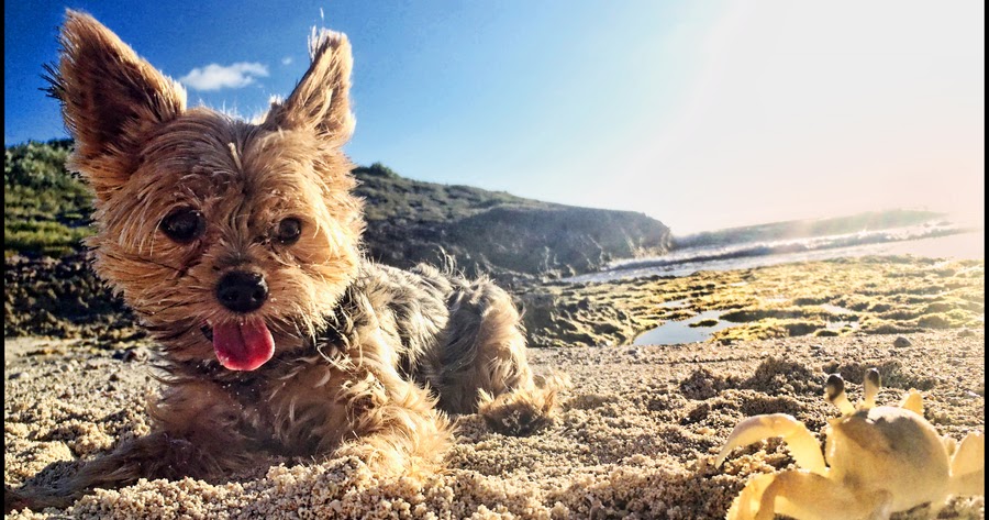 Yorkie Space - Everything about Yorkies