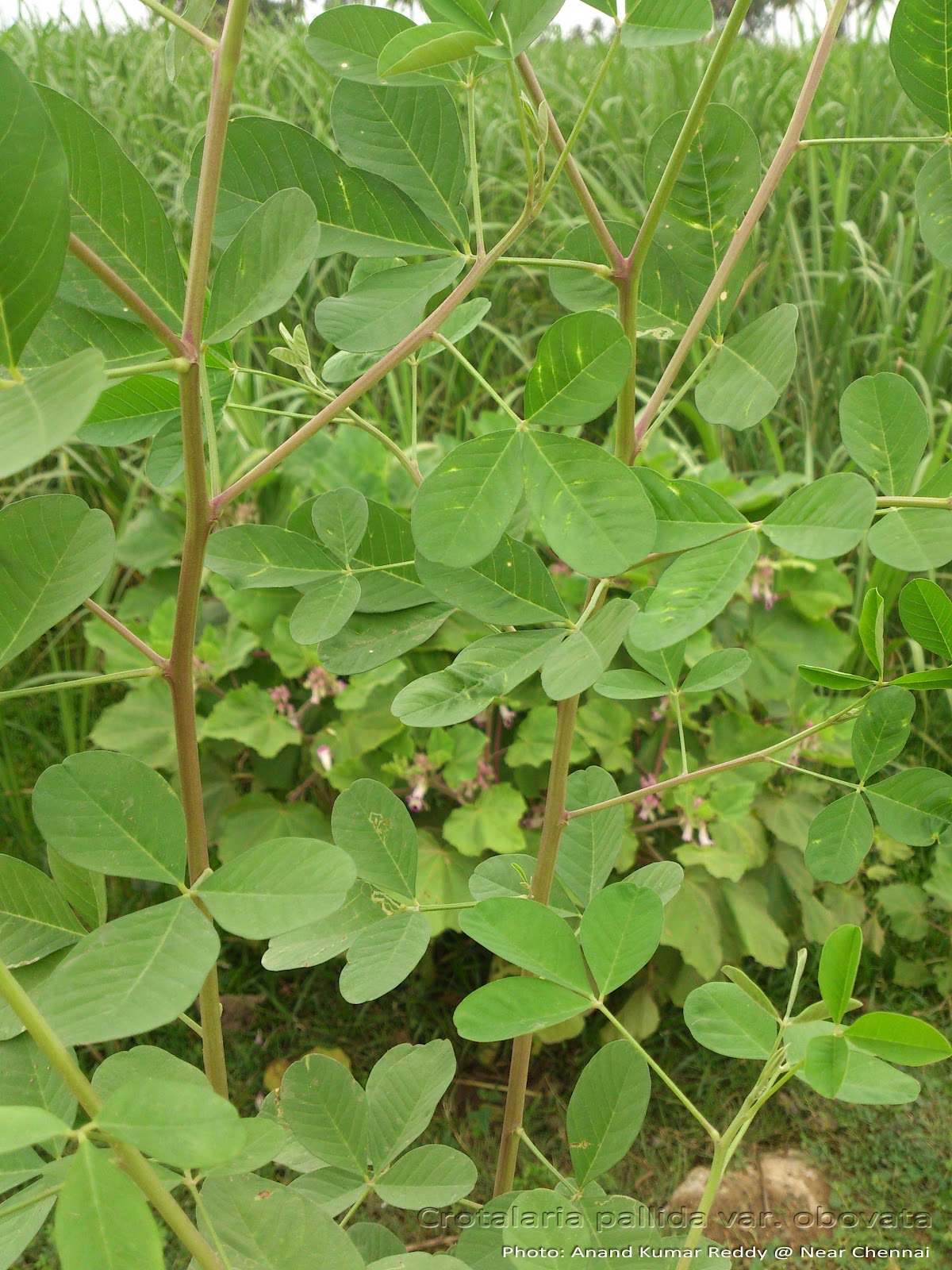 Medicinal Plants: Crotalaria pallida