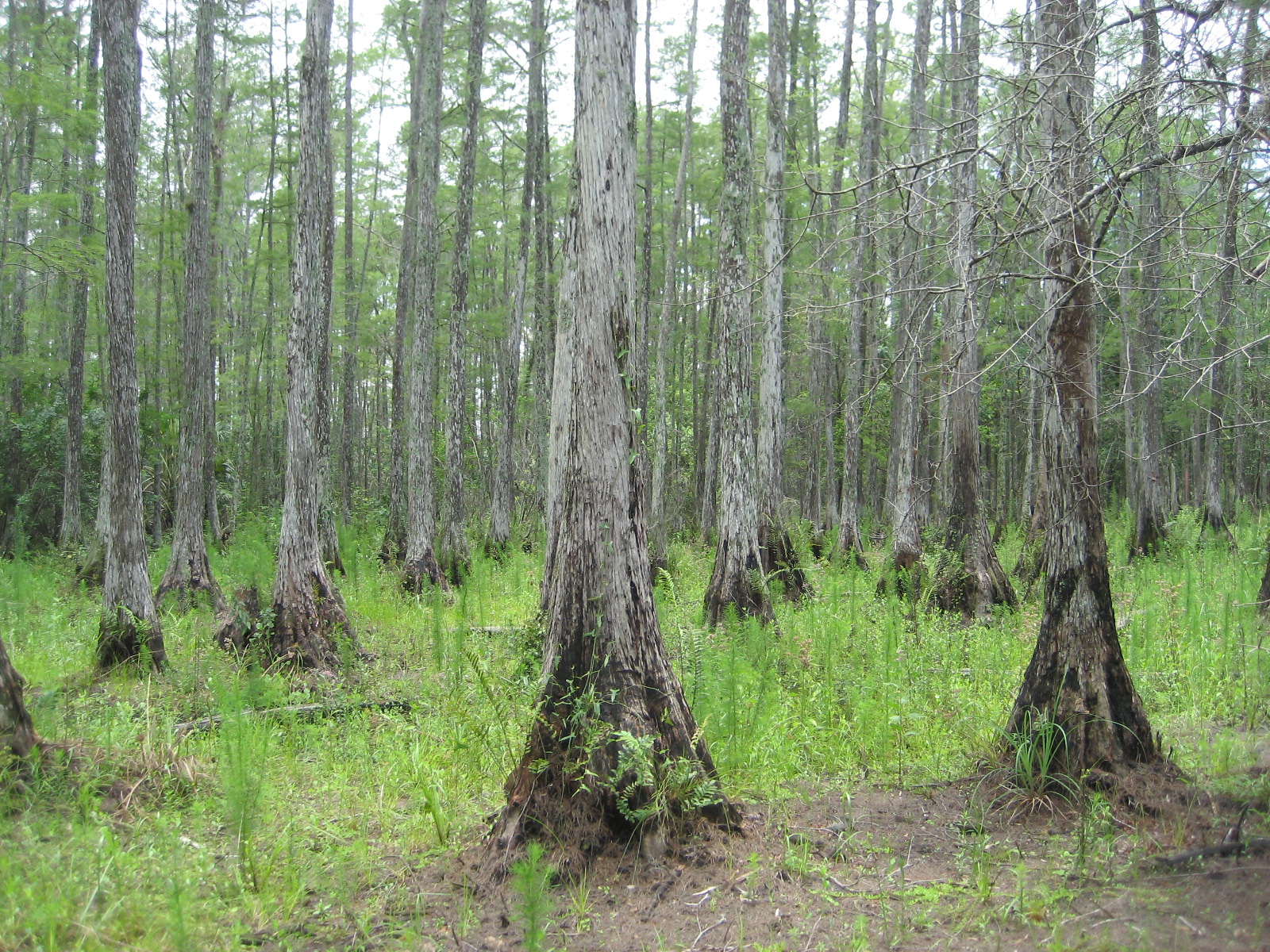 Fleurs di Lis: Babcock ~The Working Ranch