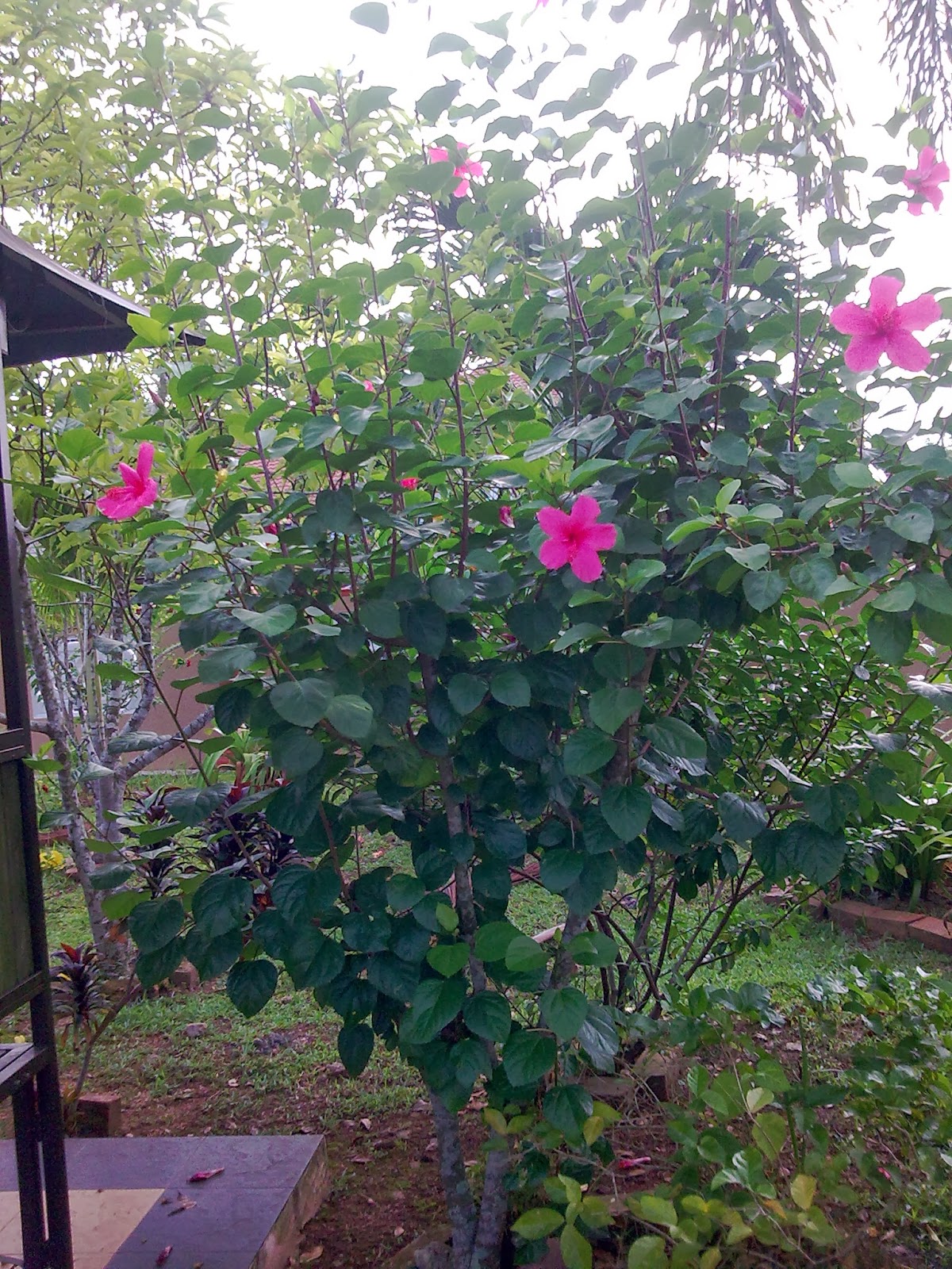 Kenanganku: BUNGA RAYA DI TAMANKU...........