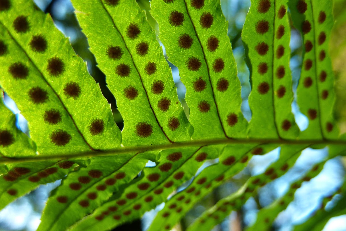 P3 Math and Science Trail