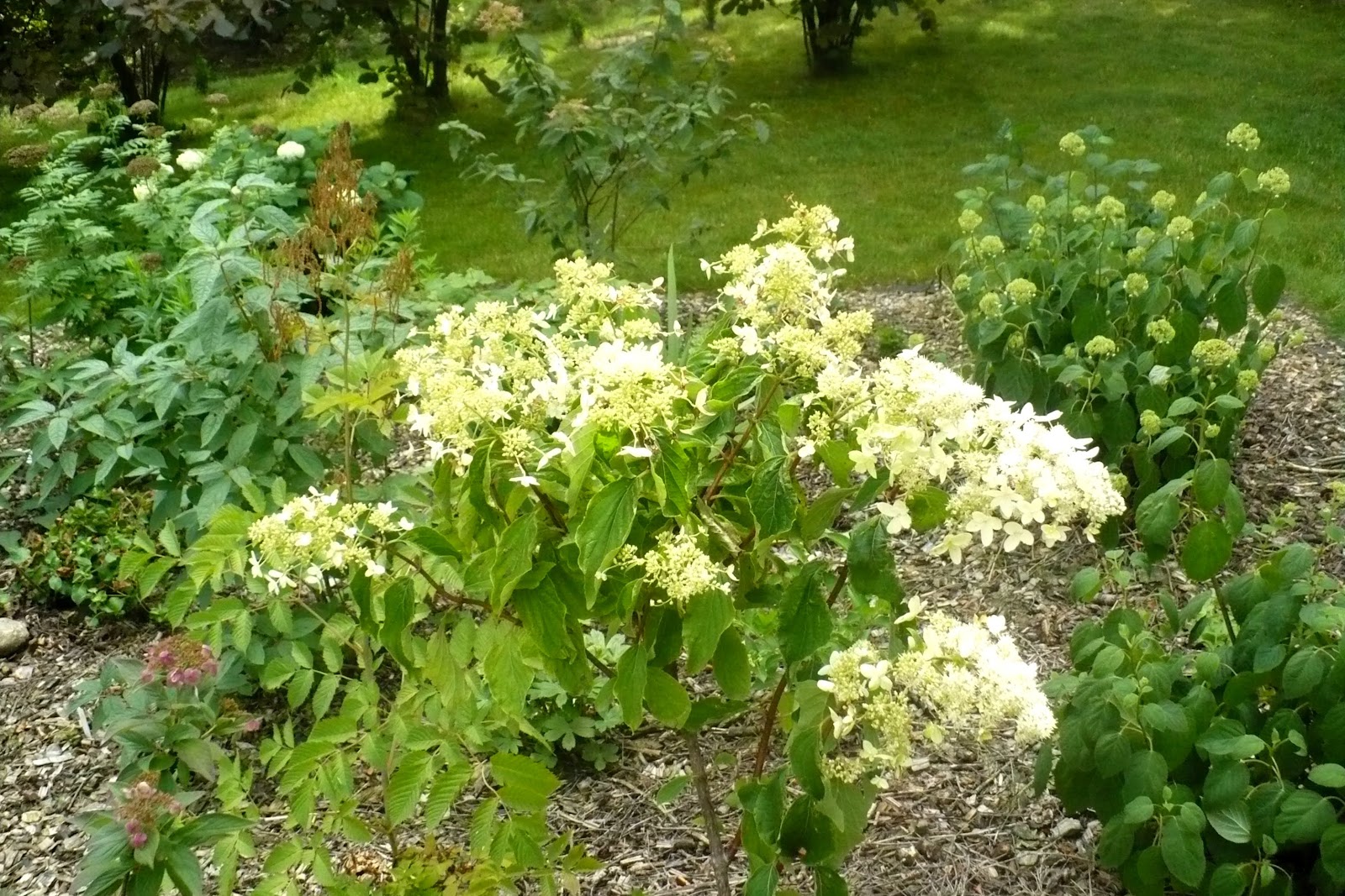 Hydrangea, Hortensja: Hydrangea paniculata (Hortensja bukietowa) 'Praecox'