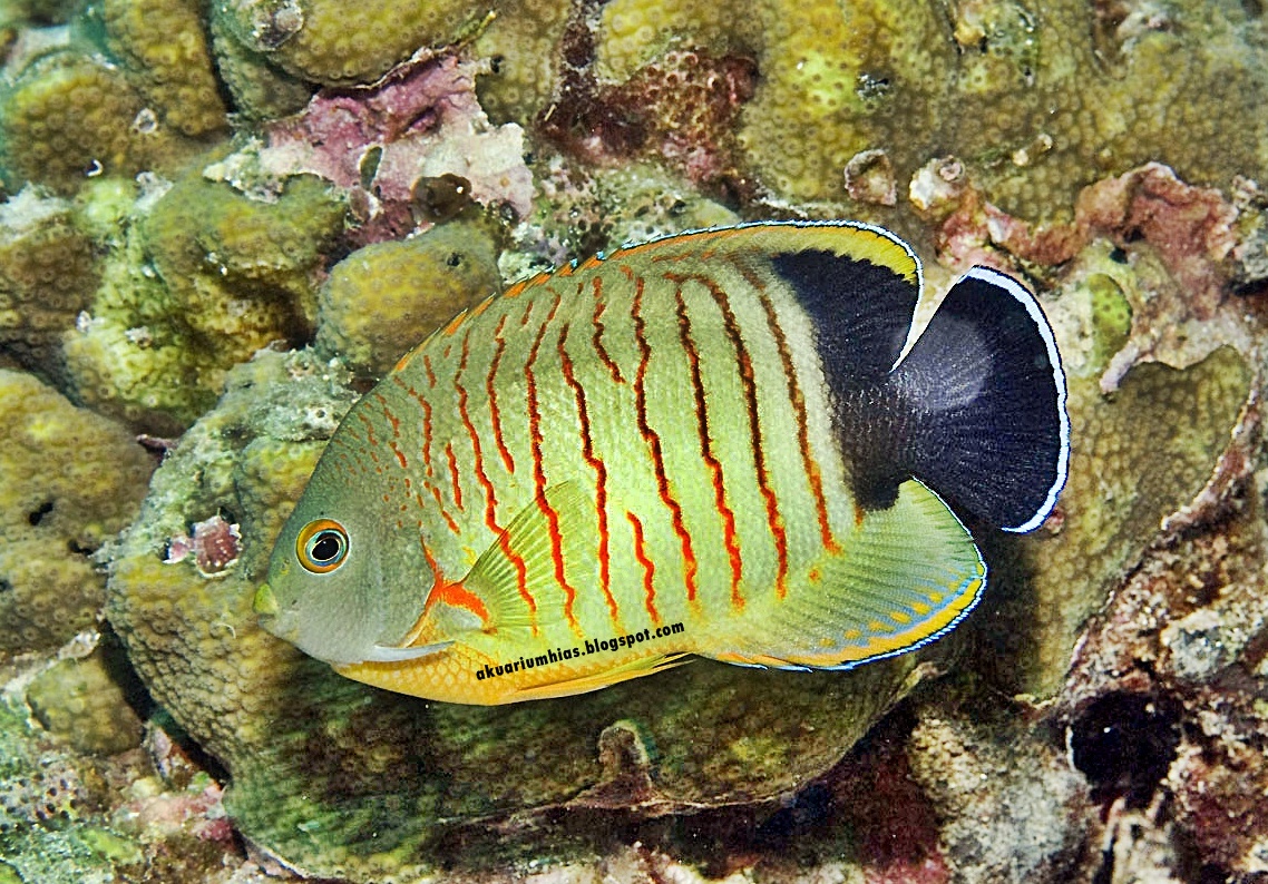 Red Stripe Angelfish - Akuarium Ikan Hias