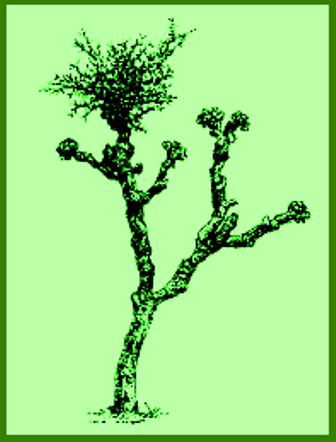 STATE TREE OF RAJASTHAN- KHEJADI राजस्थान का राज्य वृक्ष - खेजड़ी