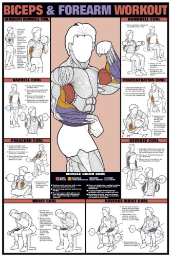 Bicep Exercises & Bicep Workouts