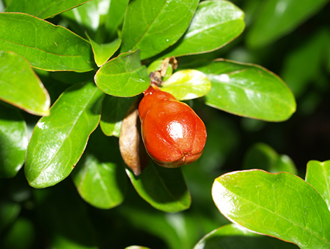 UN GRANADO EN EL JARDÍN Características y cuidados