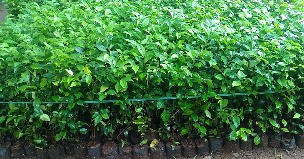 Irzi Taman: Jual Bibit Pohon Teh-Tehan | Jual Tanaman Teh-Tehan | Jual ...