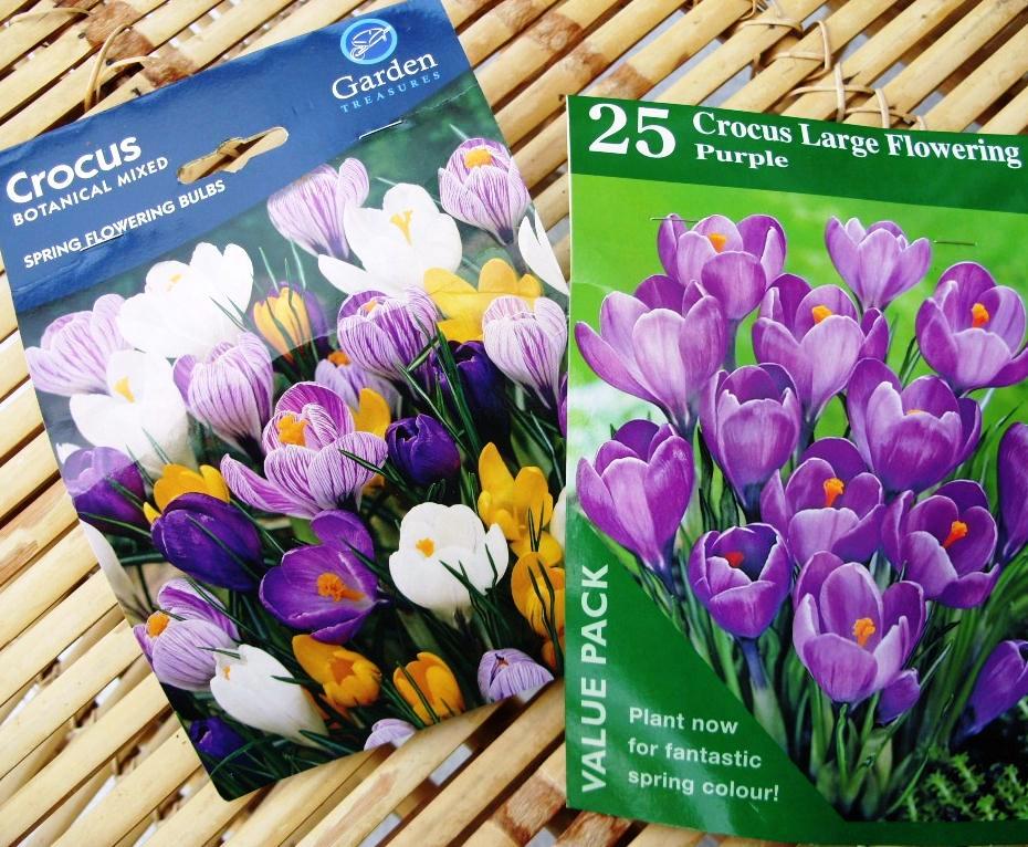 Kelli's Northern Ireland Garden: Crocus and Snowdrops