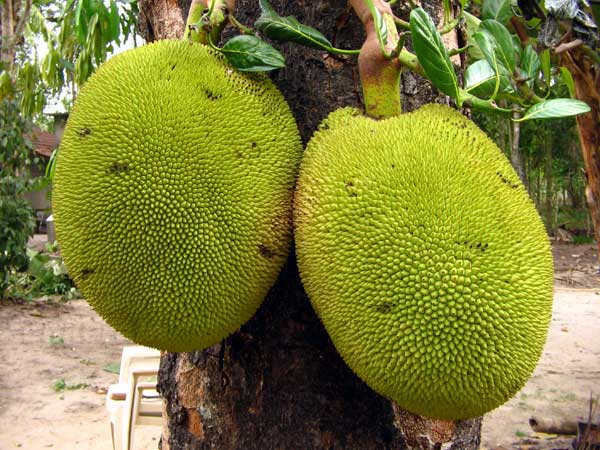 Jackfruit - Fruits And Vegetables