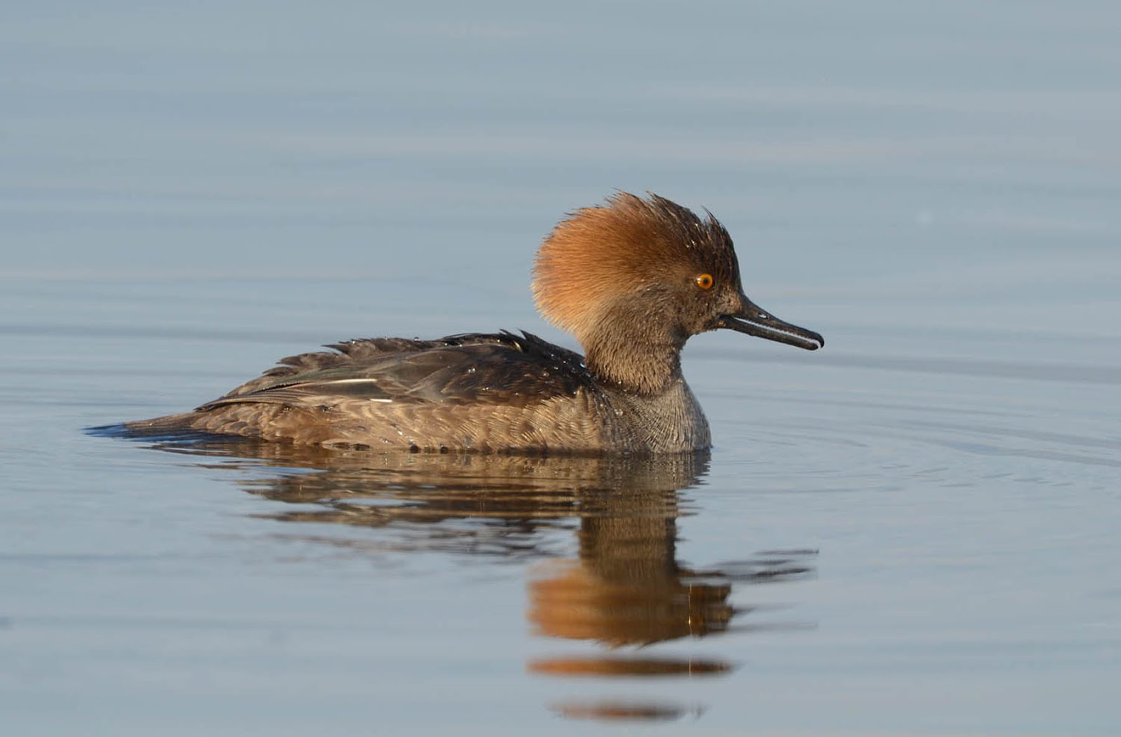 Bobby Harrison Bird Photography: Pic of the Day