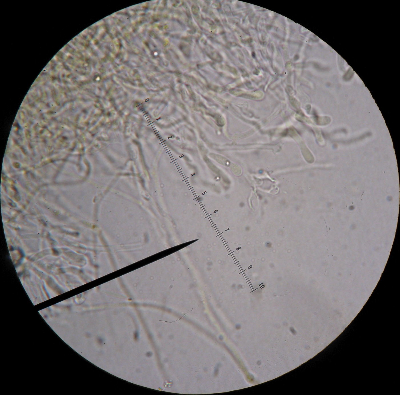 BacterioFiles - the Microbiology Podcast for Microbe Lovers