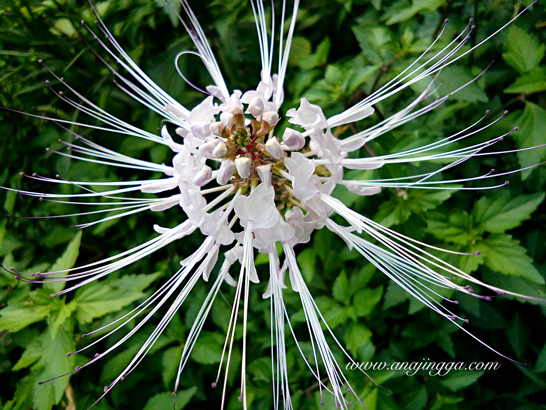 WW : Kuntuman Putih Suci Dari Desa