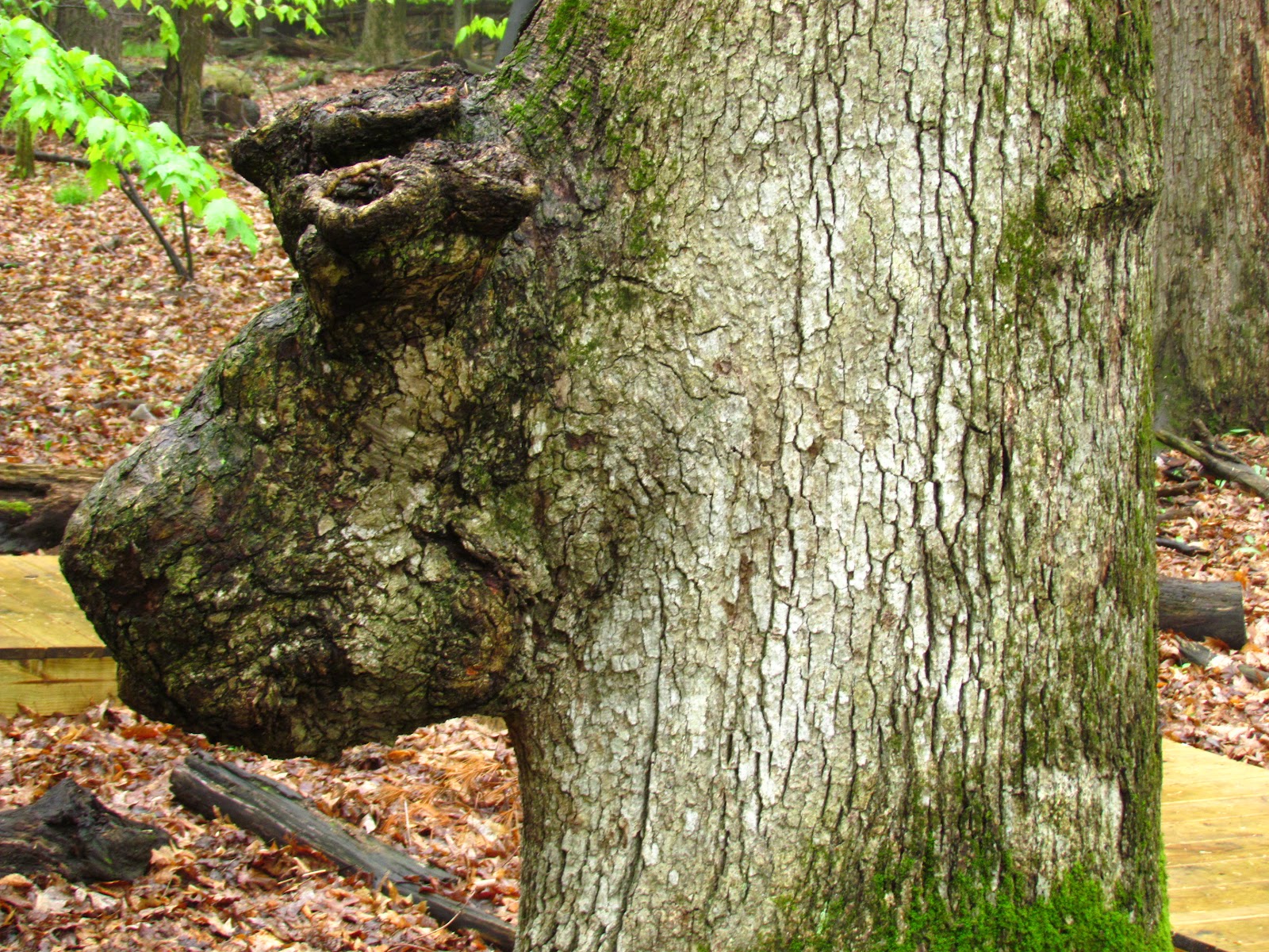 The Oakland Press Blogs: Earth's Almanac: Moose Tree Nature Preserve ...