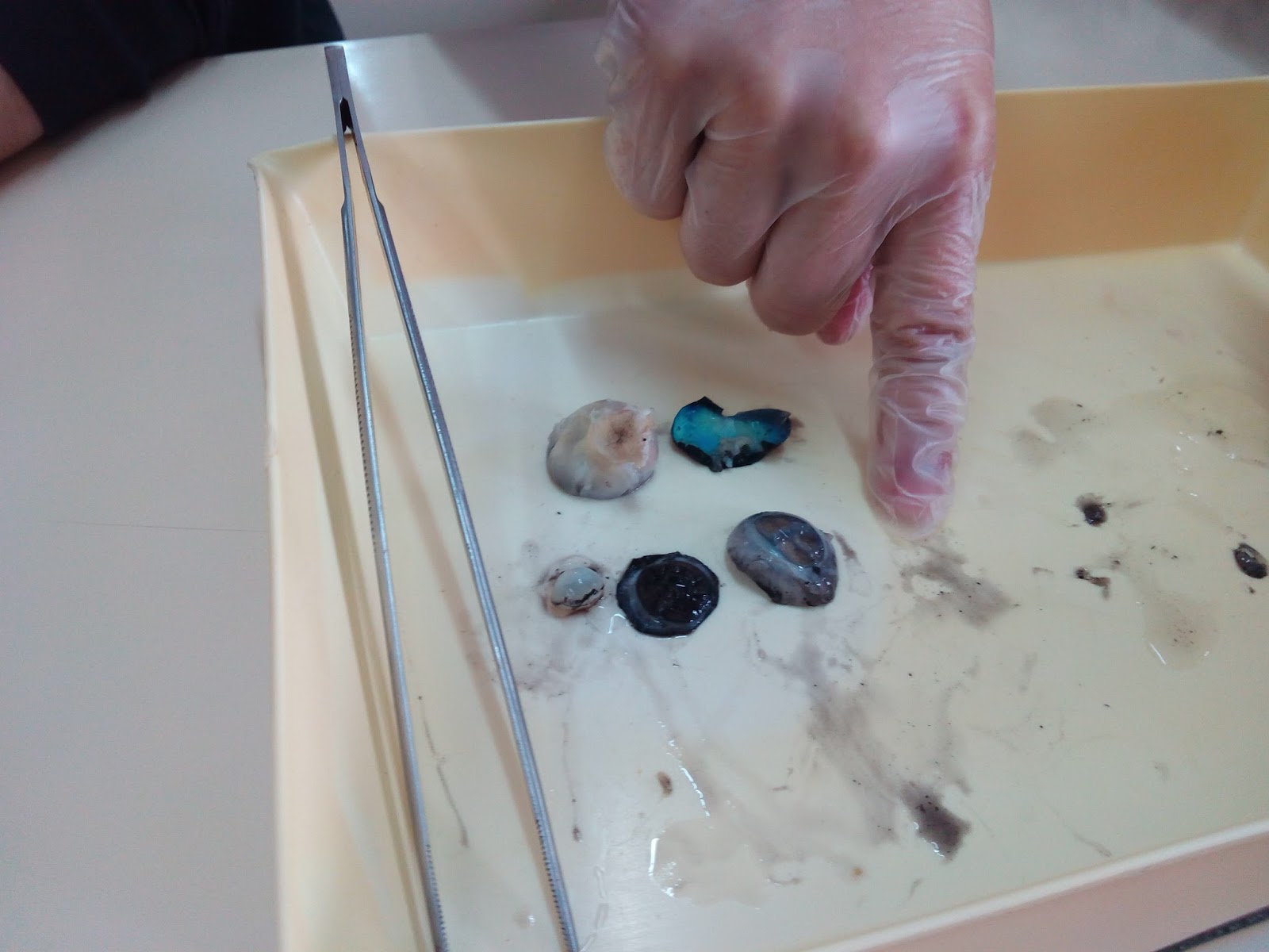 BioyGeo IES ATENEA: Práctica de Laboratorio: Disección de ojo de vaca