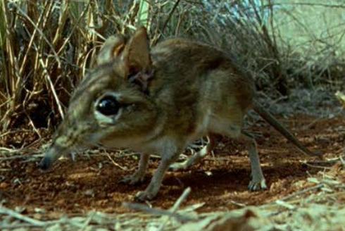 Musaraña elefante (Macroscelidea)